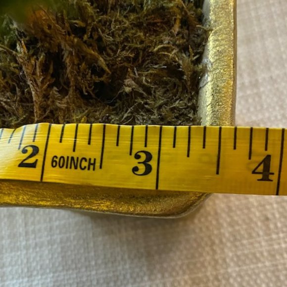Other | Luxurious Cone Topiary Tree In Gold Pot | Poshmark